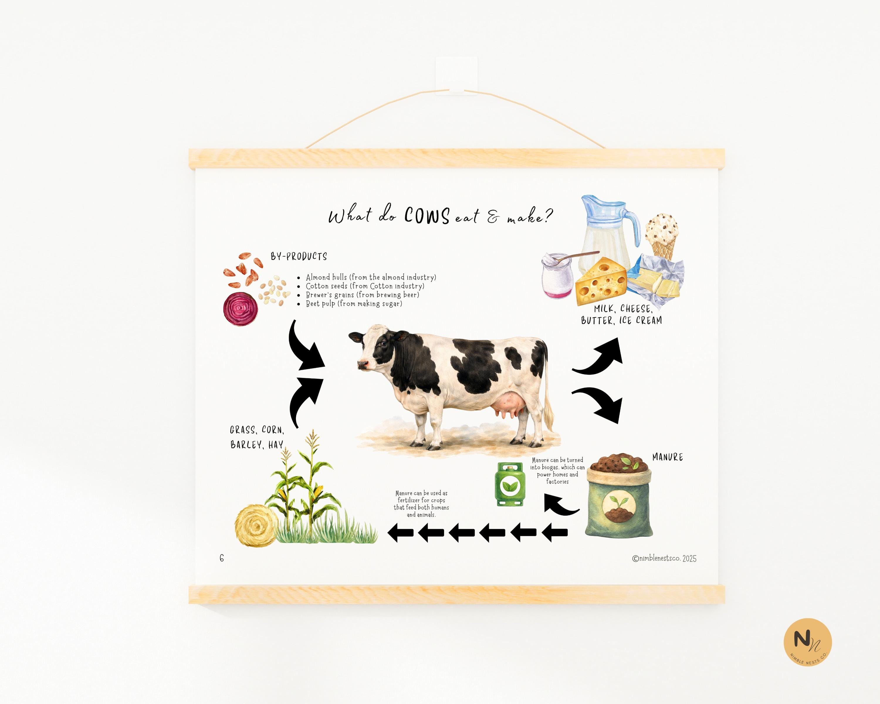 Cow Mini Unit: Cow and Bull Anatomy, Lifecycle, Farm Animals, Breeds of ...