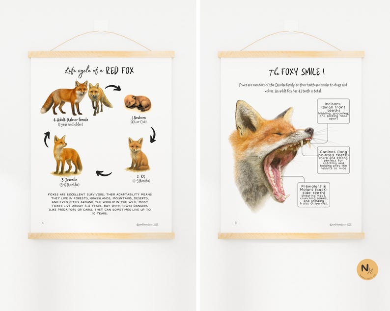 Fox Unit Study: Fox Anatomy, Red Fox Life Cycle, Fox Species Poster ...