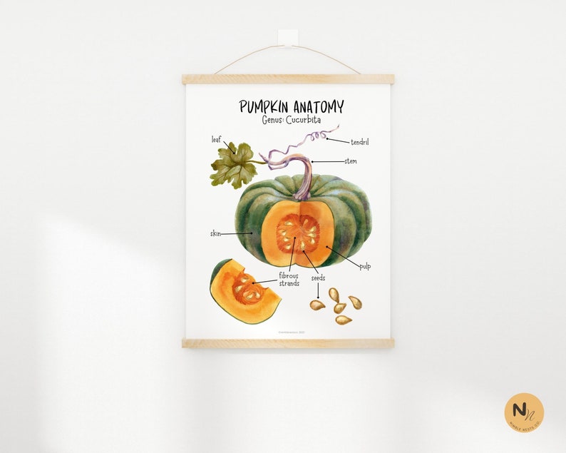 Pumpkin Anatomy Printable: Fall Homeschool Activity (PDF) - Etsy