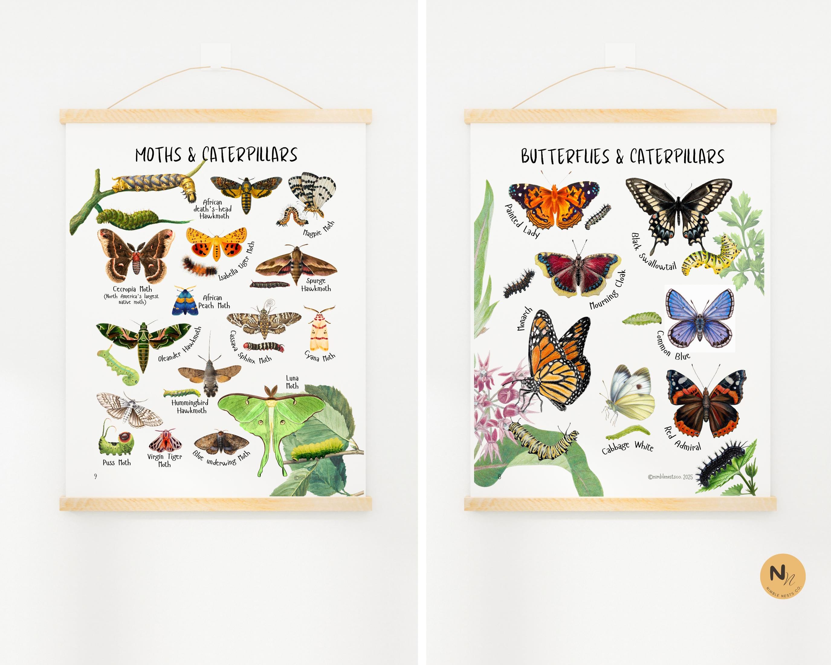 Butterfly & Moth Unit,butterfly Study,spring Homeschool Nature ...
