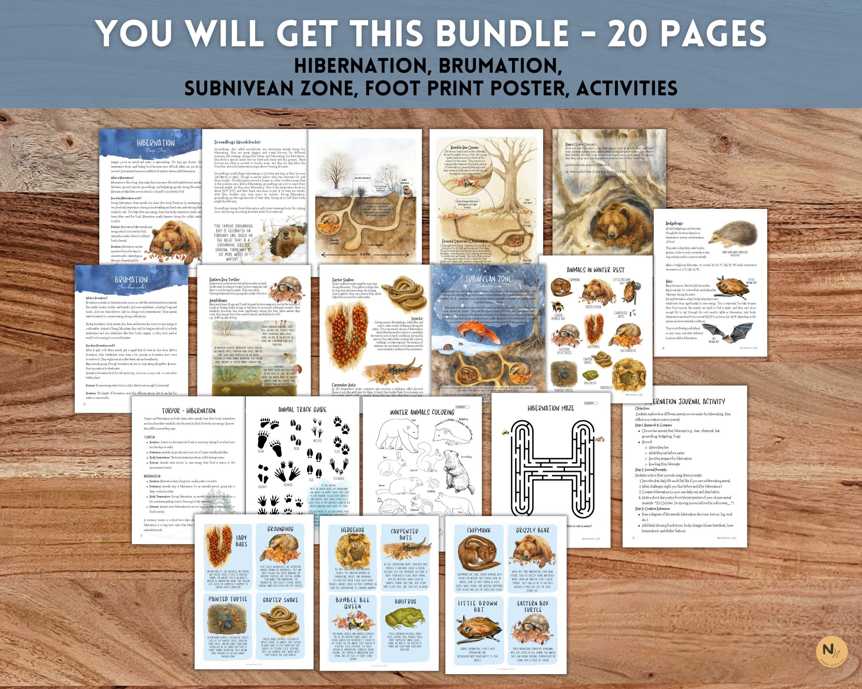 Winter Hibernation Animals Study: Hibernating Animals, Brumation ...