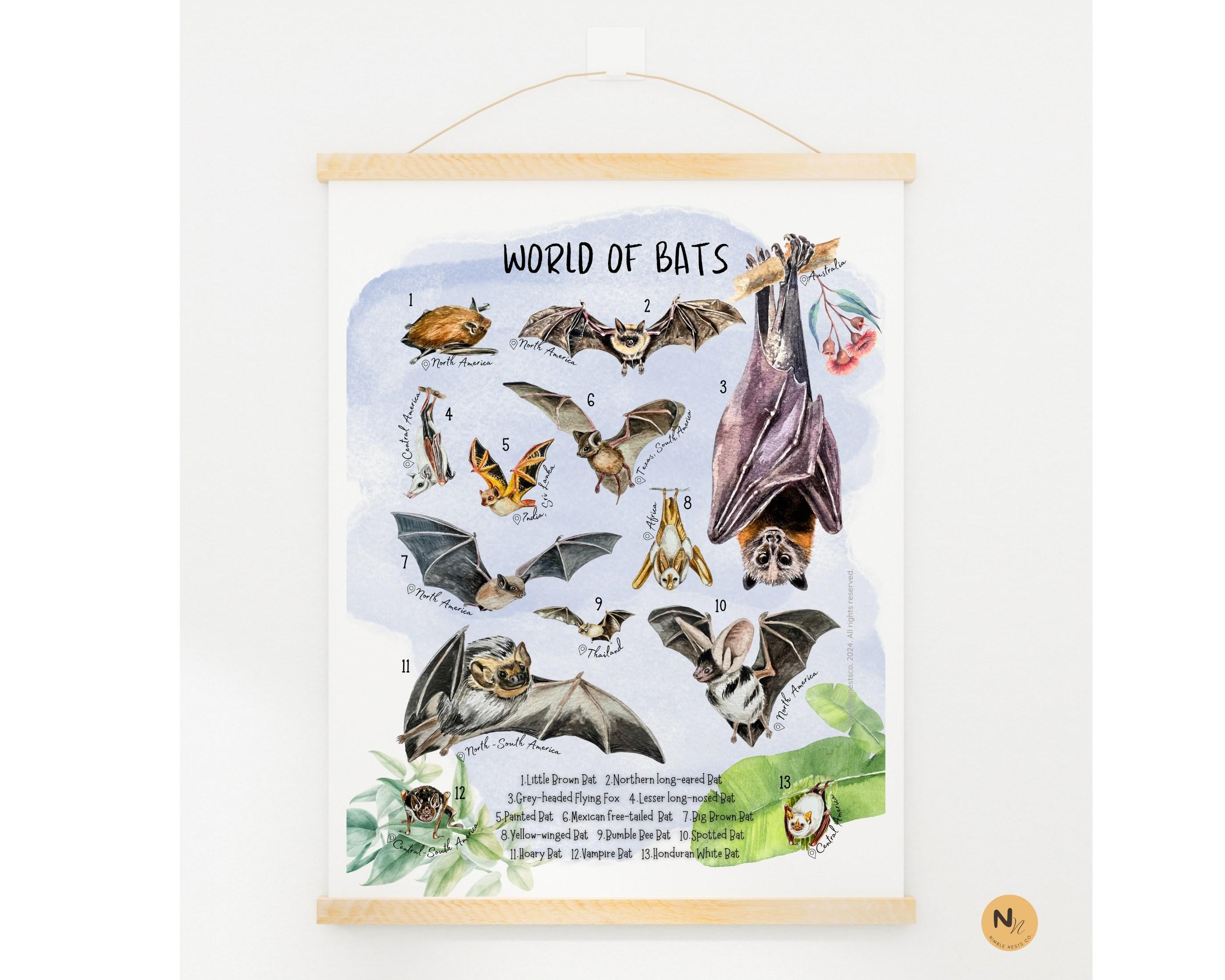 Bat Species Flash Cards & Poster: North American Bats (digital Download ...