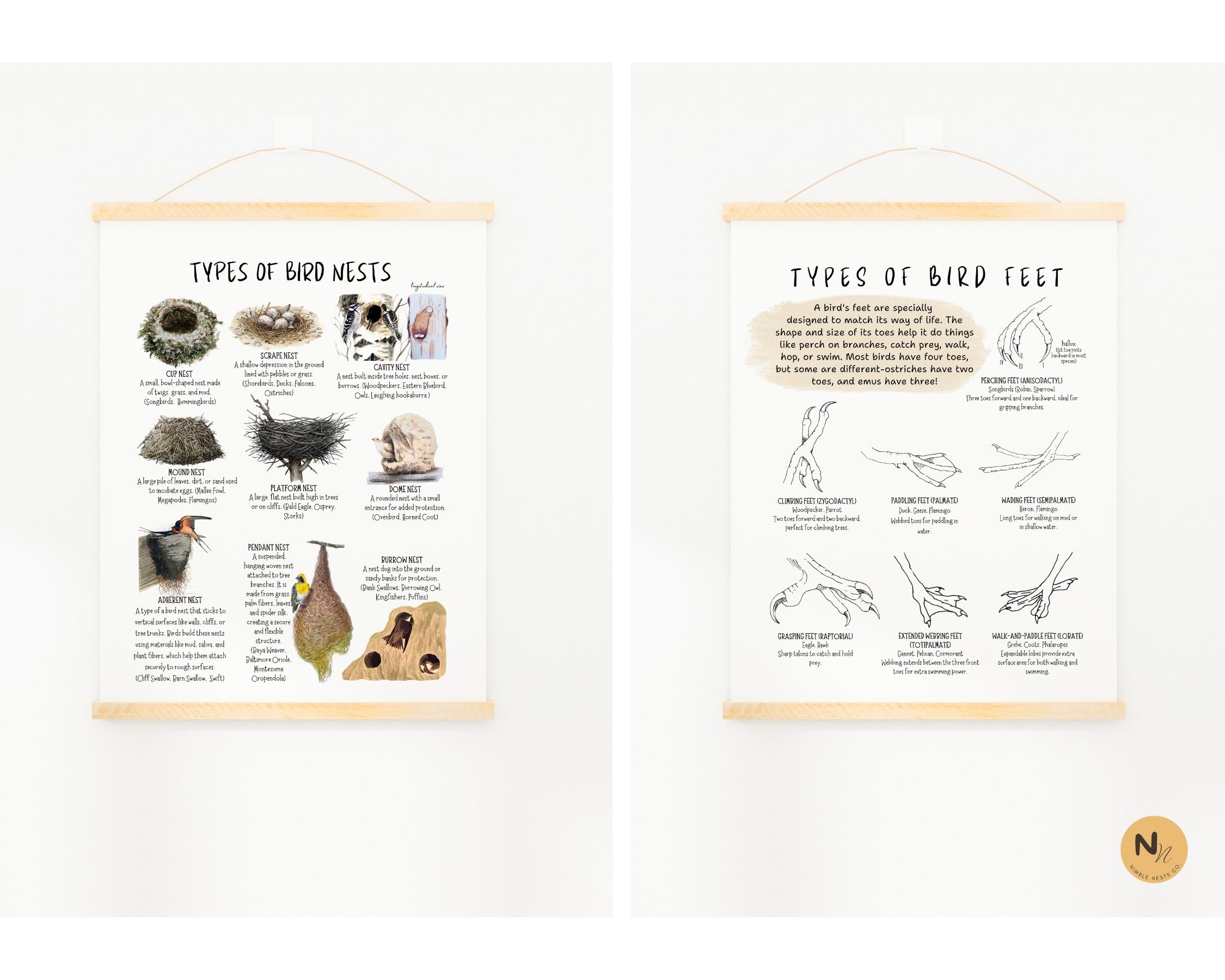 Bird Unit Study: Anatomy, Life Cycle, Backyard Birds (PDF) - Etsy