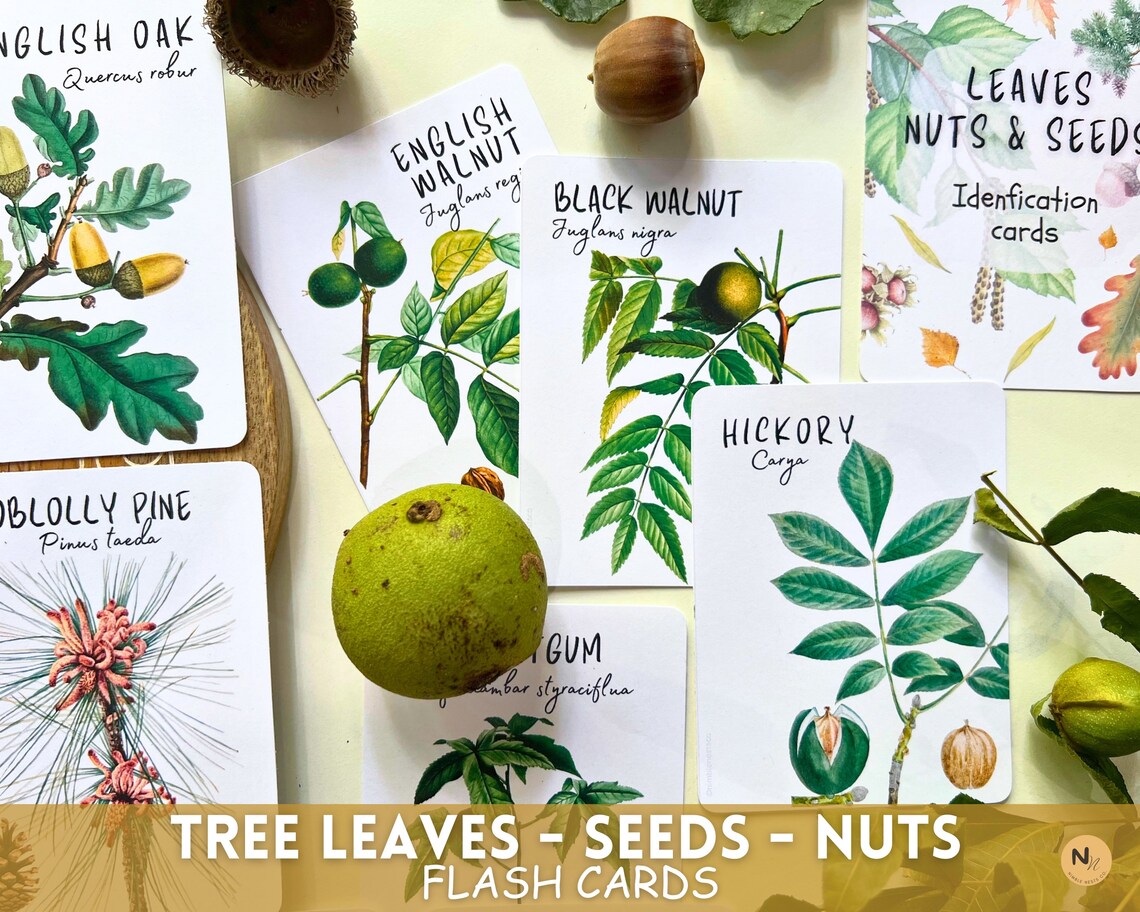 Tree Identification Cards, Leaf Flash Cards, Leaves Cards, Fall Leaf ...