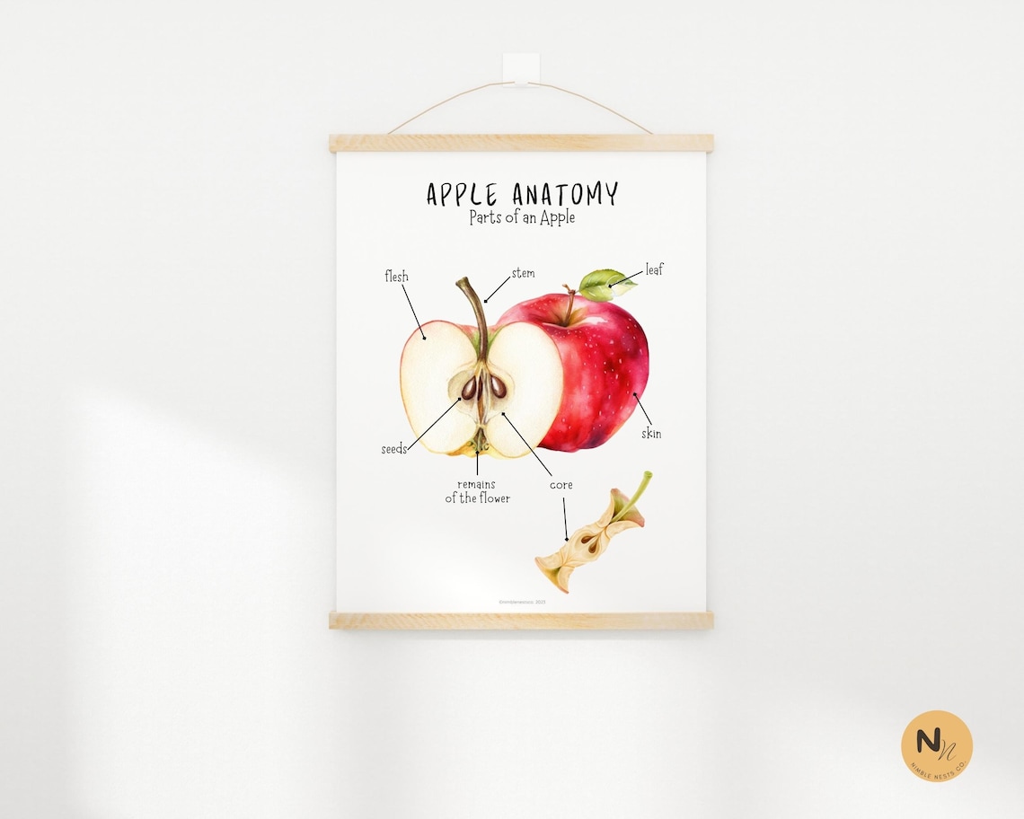 Apple Anatomy & Life Cycle Mini Study: Fall Kids Activity (PDF) - Etsy