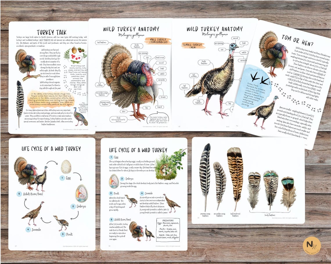 Wild Turkey Anatomy & Life Cycle Unit: Autumn Learning (PDF) - Etsy