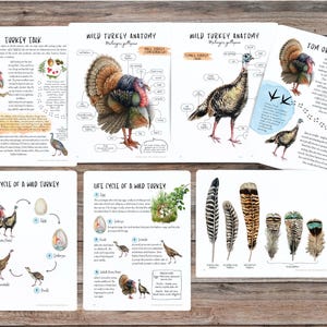 Wild Turkey Anatomy & Life Cycle Unit: Autumn Learning (PDF) - Etsy