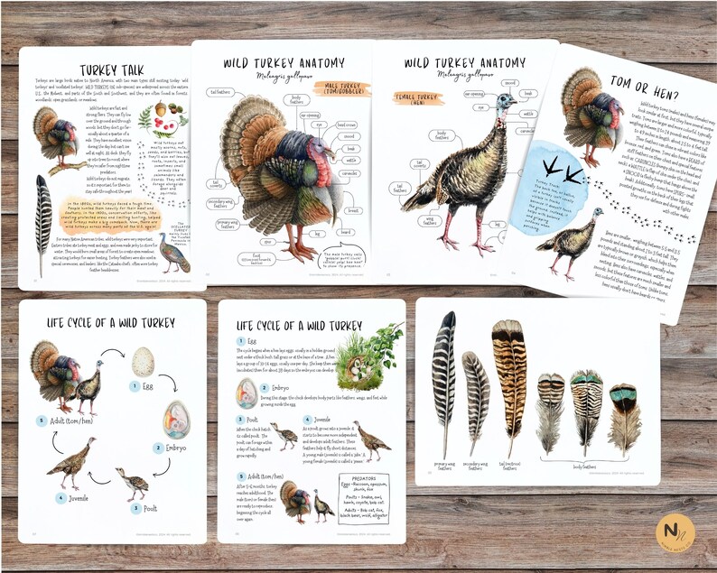 Wild Turkey Anatomy & Life Cycle Unit: Autumn Learning (PDF) - Etsy