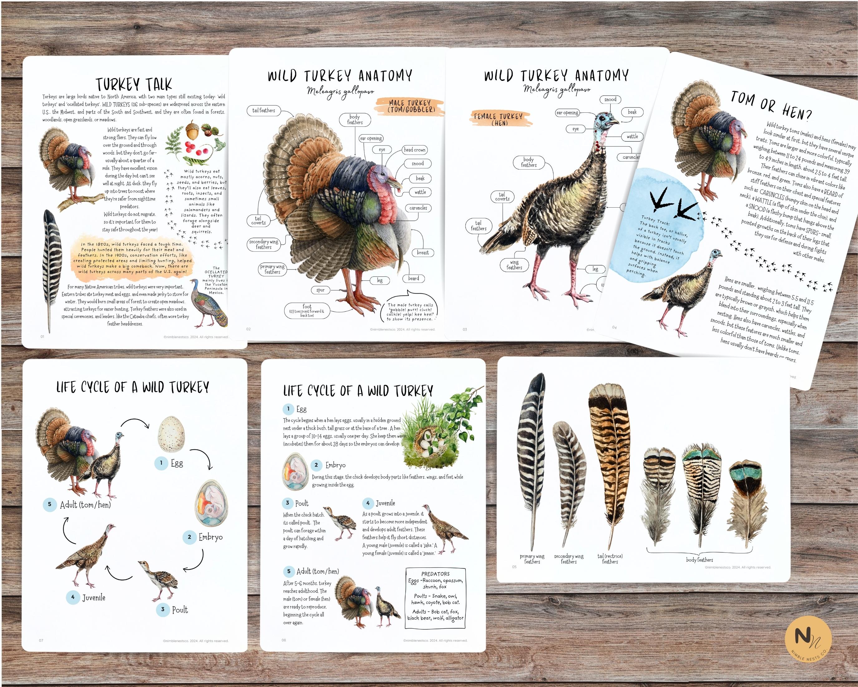 Wild Turkey Anatomy & Life Cycle Unit: Autumn Learning (PDF) - Etsy