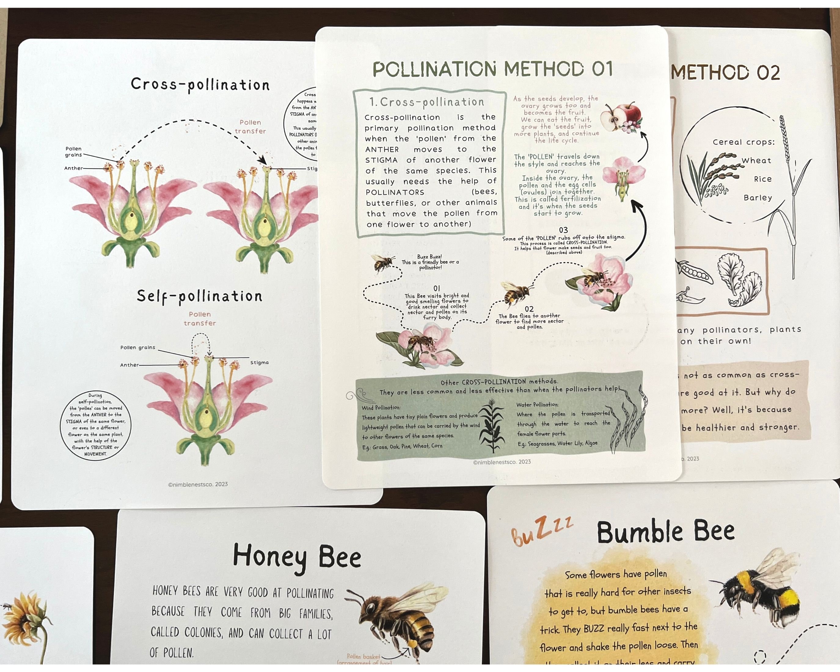 POLLINATION Unit, Pollinators Study, Summer Homeschool Unit, Bees and ...