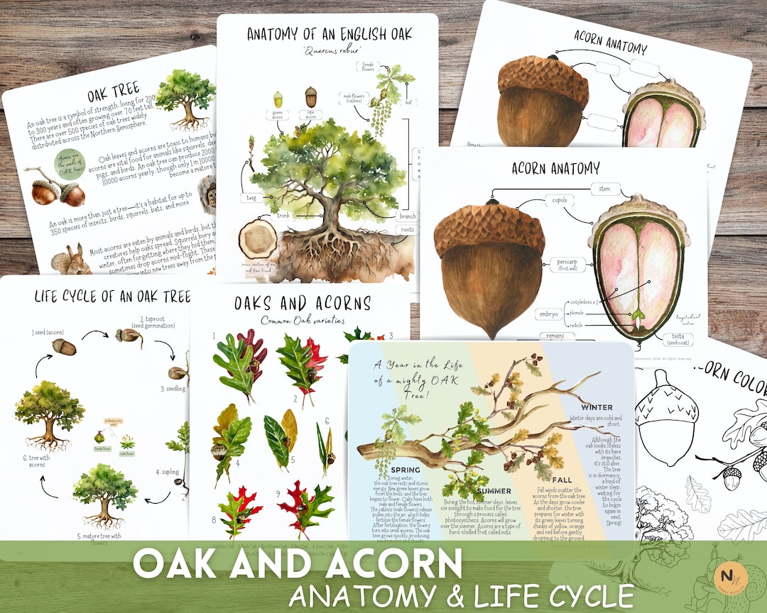 Oak & Acorn Anatomy, Life Cycle Mini Unit Study (PDF) - Etsy