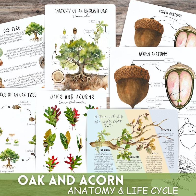 Acorn Oak Tree - Etsy