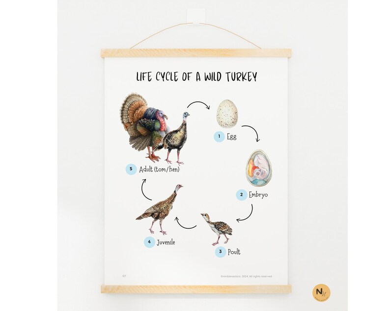 Wild Turkey Anatomy & Life Cycle Unit: Autumn Learning (PDF) - Etsy
