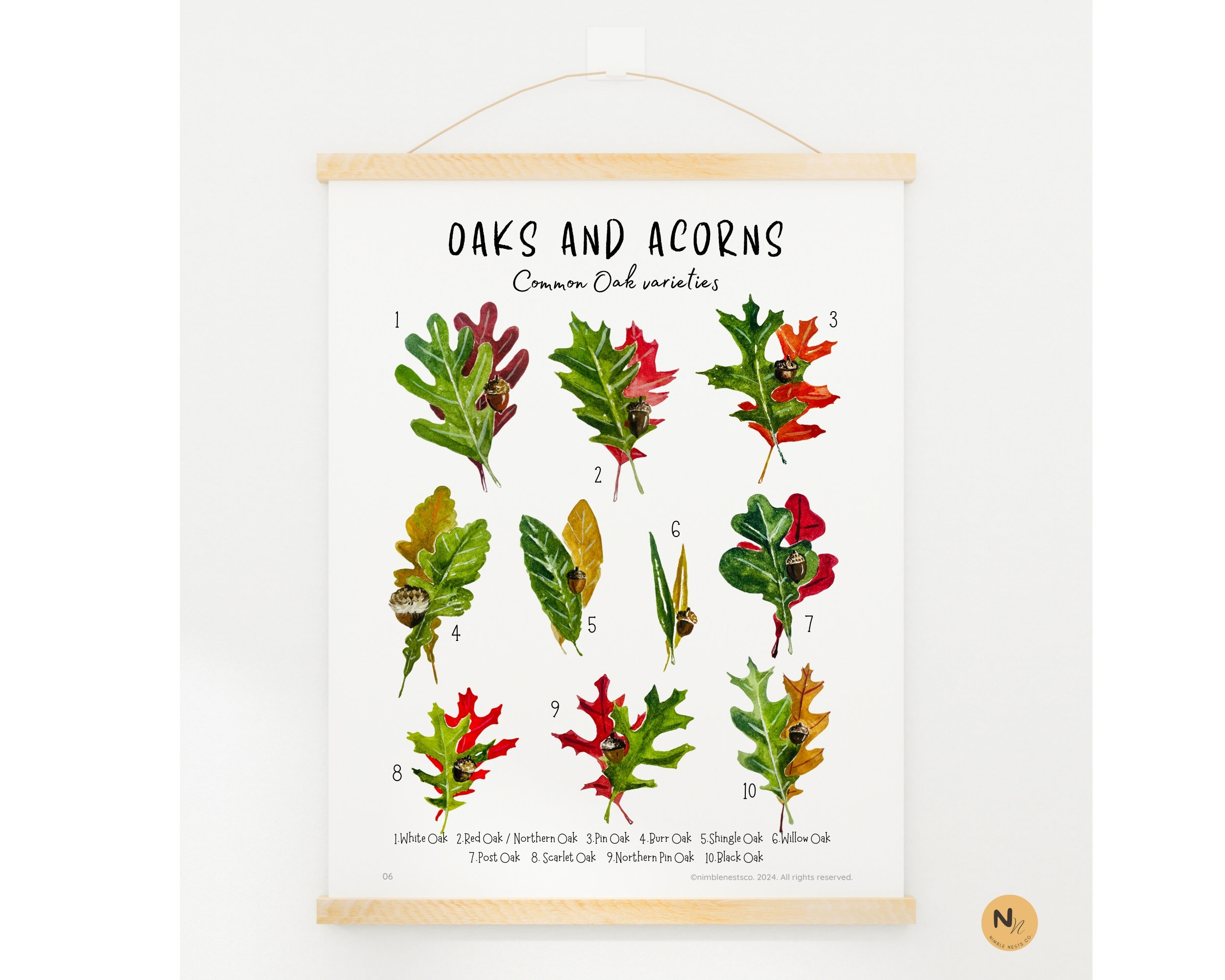Oak & Acorn Anatomy, Life Cycle Mini Unit Study (PDF) - Etsy