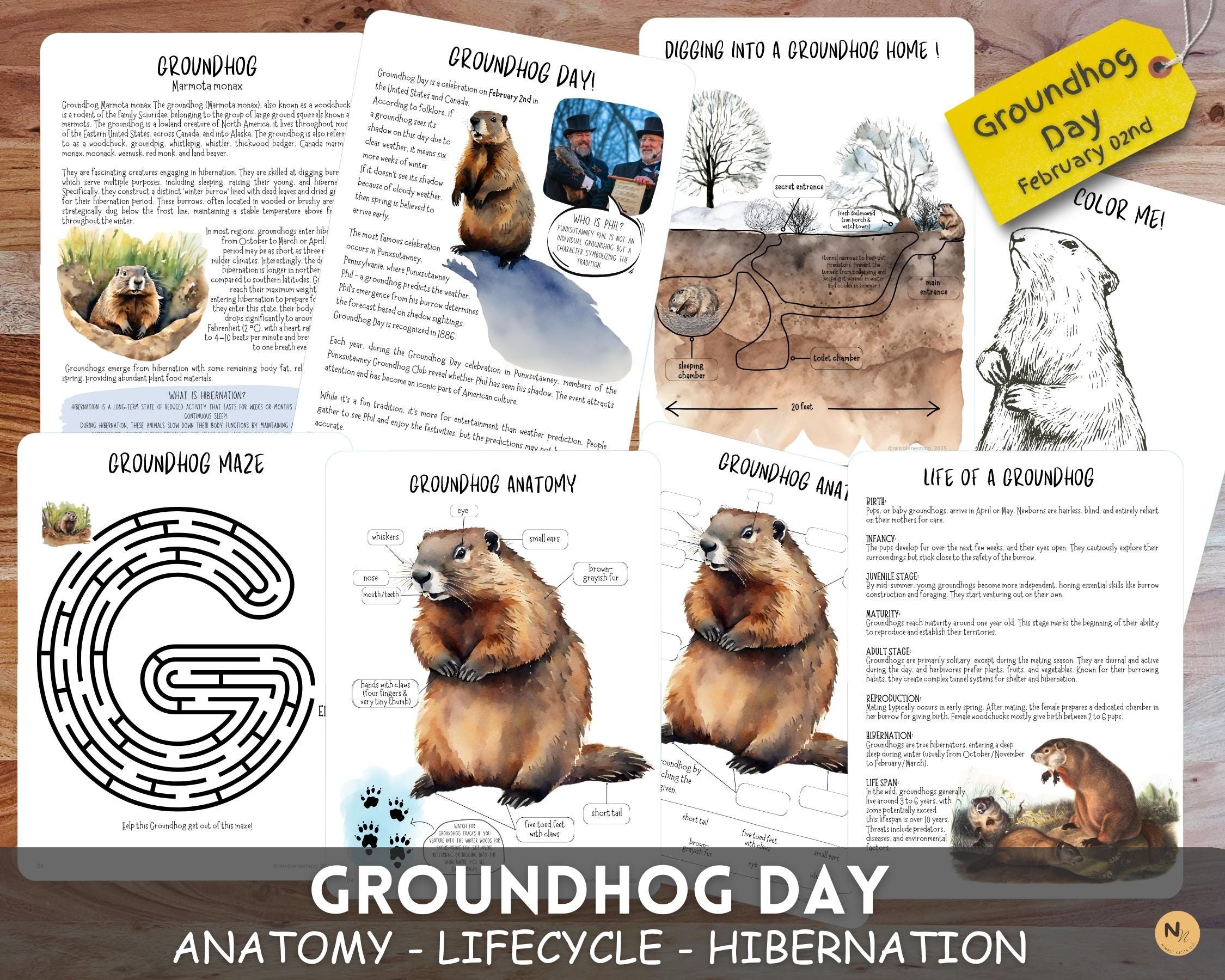 Groundhog Day Study,hibernation Unit Study,winter Animals Journal ...
