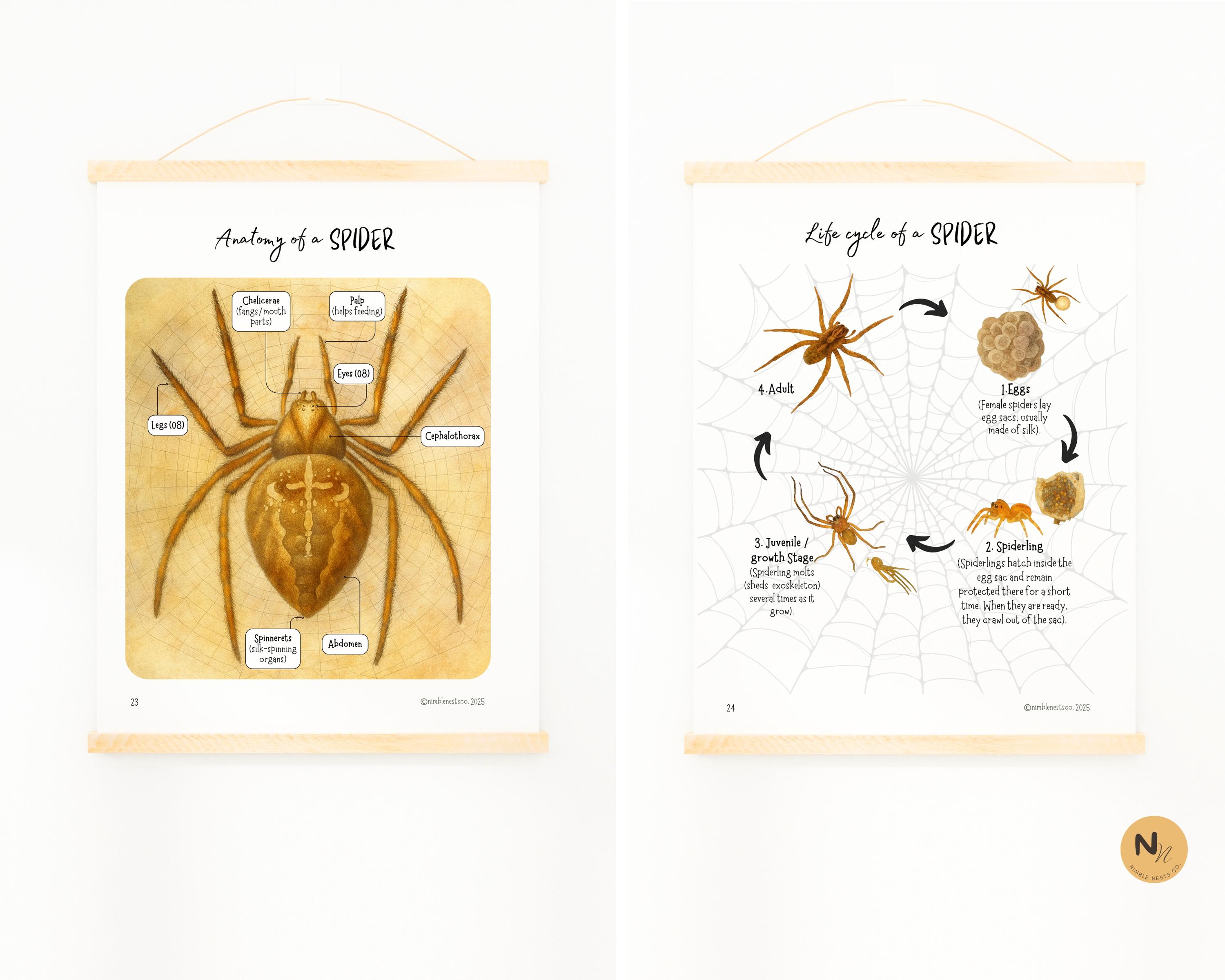 Autumn Unit Study: Fall Activities, Bat Study, Spider Study, Pumpkin ...