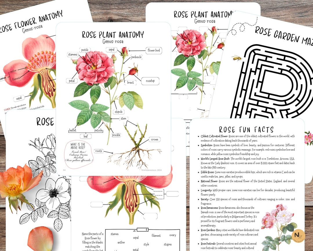 Rose Mini Unit Study,rose Anatomy,rose Nature Study, Spring Flower ...