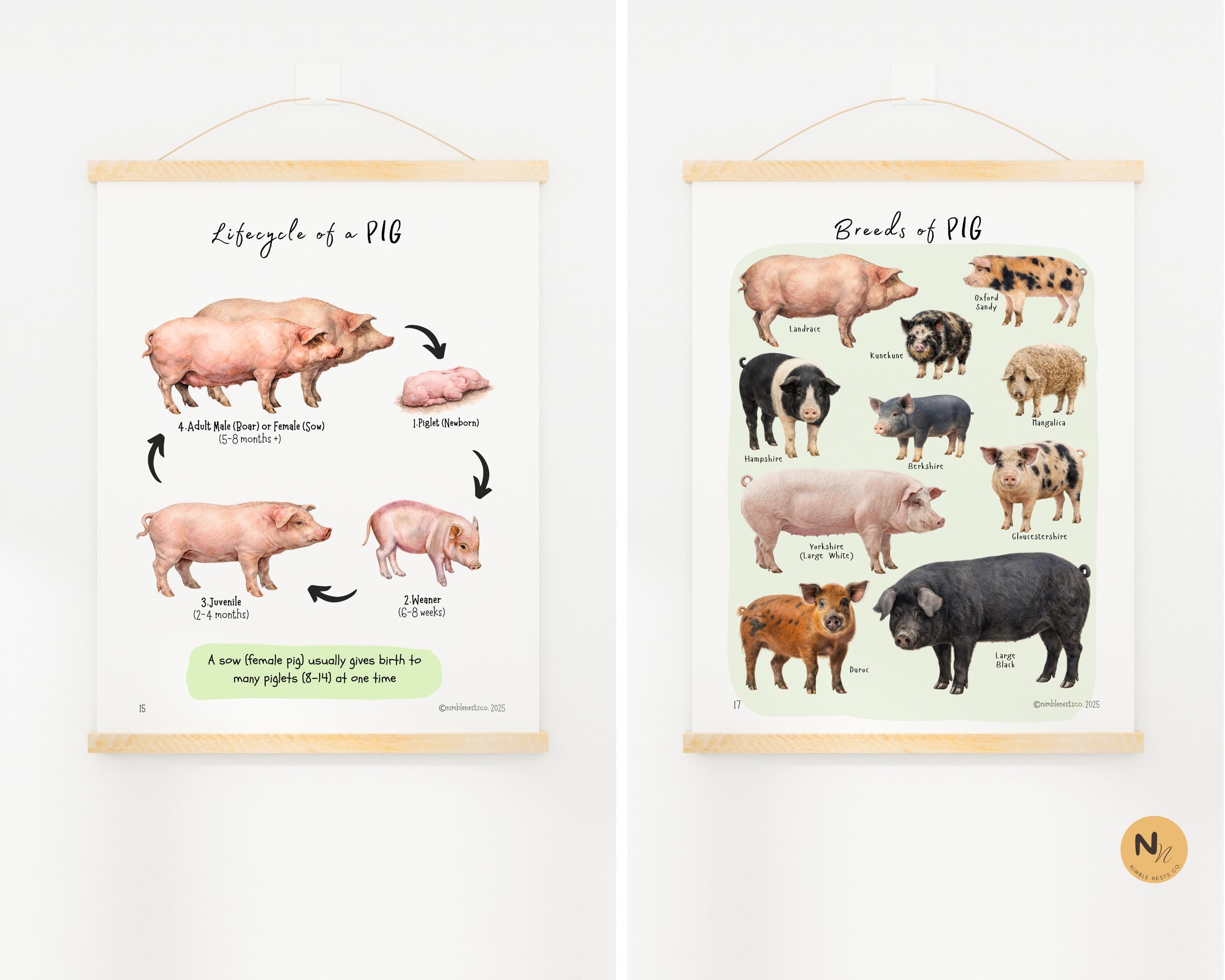 Farm Animals Unit Study PDF: Printable Farm Animal Life Cycles, Anatomy ...