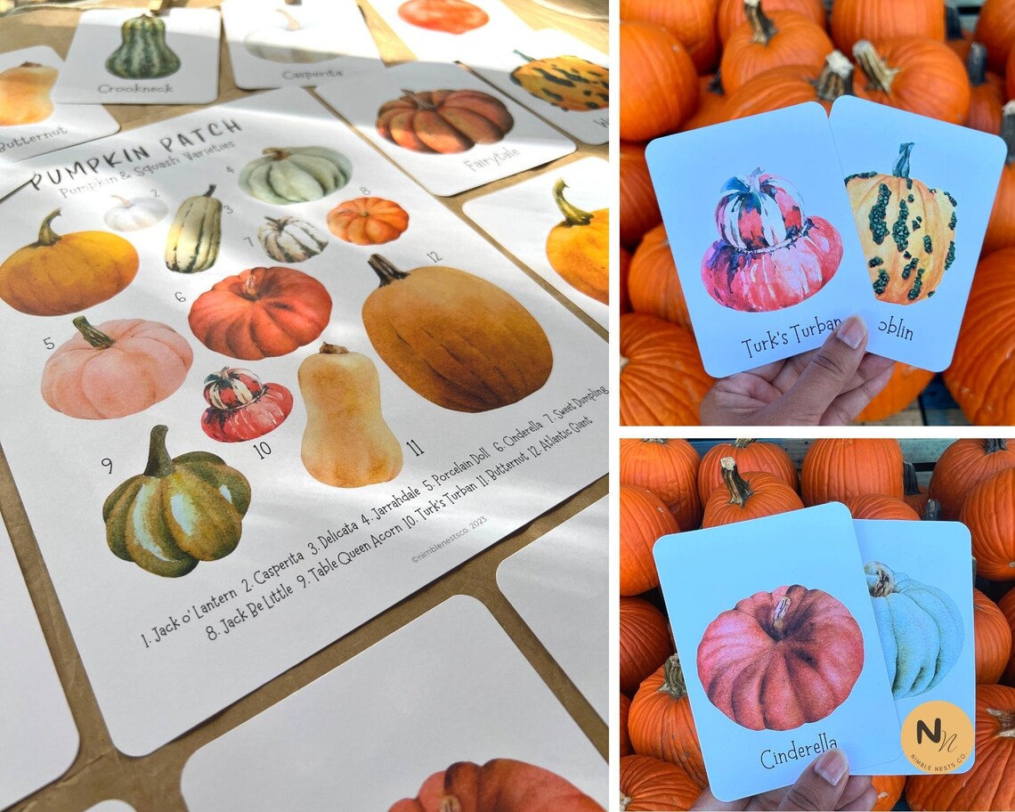 Pumpkin Cards, Squash Varieties, Fall Study Unit, Pumpkin Flash Cards ...