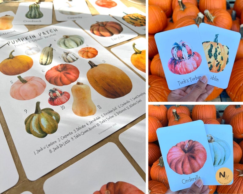 Pumpkin Cards, Squash Varieties, Fall Study Unit, Pumpkin Flash Cards ...