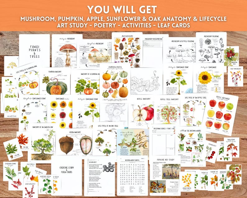 Autumn Unit Study: Fall Activities, Bat Study, Spider Study, Pumpkin ...