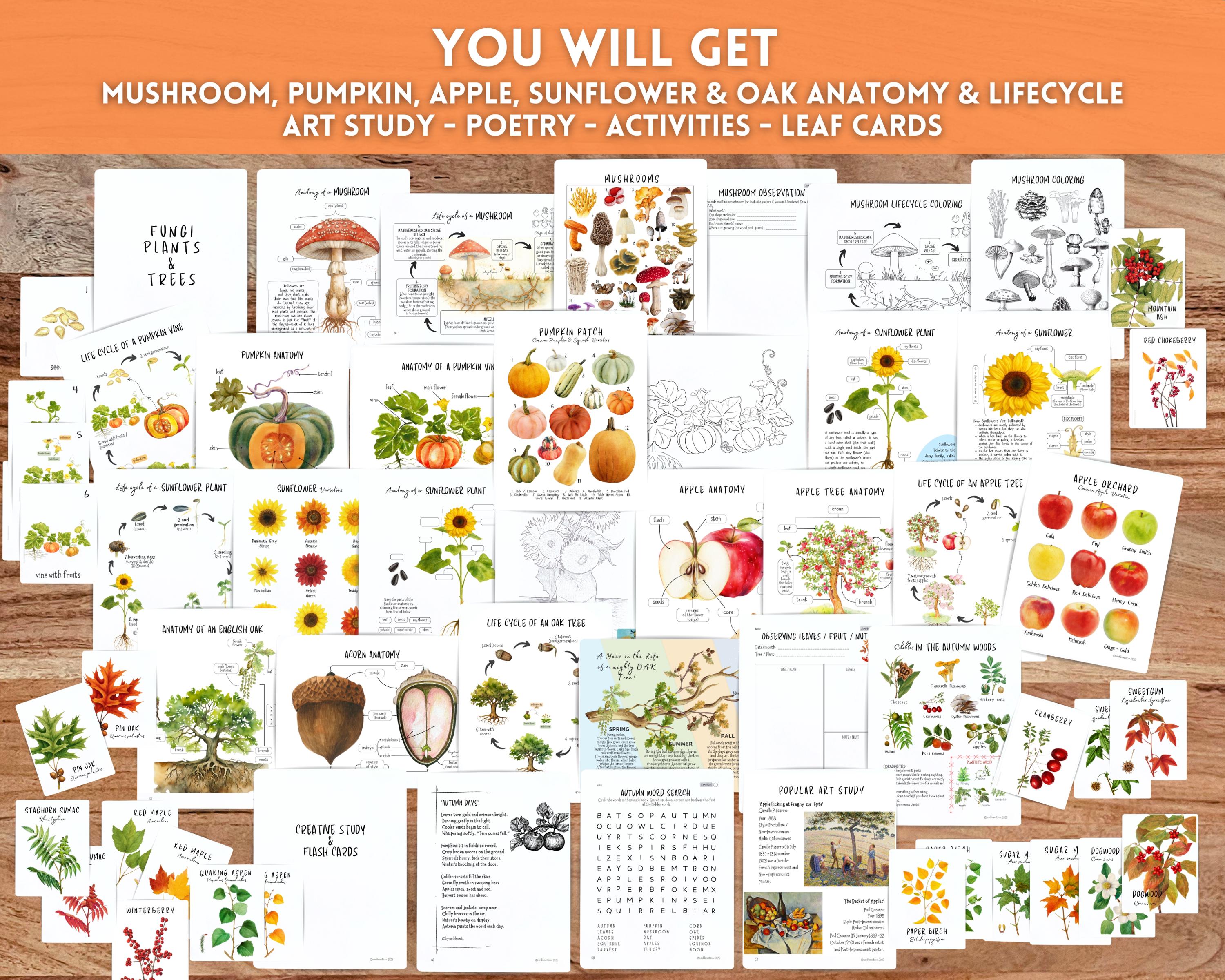 Autumn Unit Study: Fall Activities, Bat Study, Spider Study, Pumpkin ...