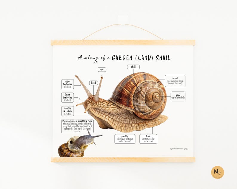 Snail & Slug Unit: Snail Anatomy and Lifecycle, Mollusk Unit Study ...