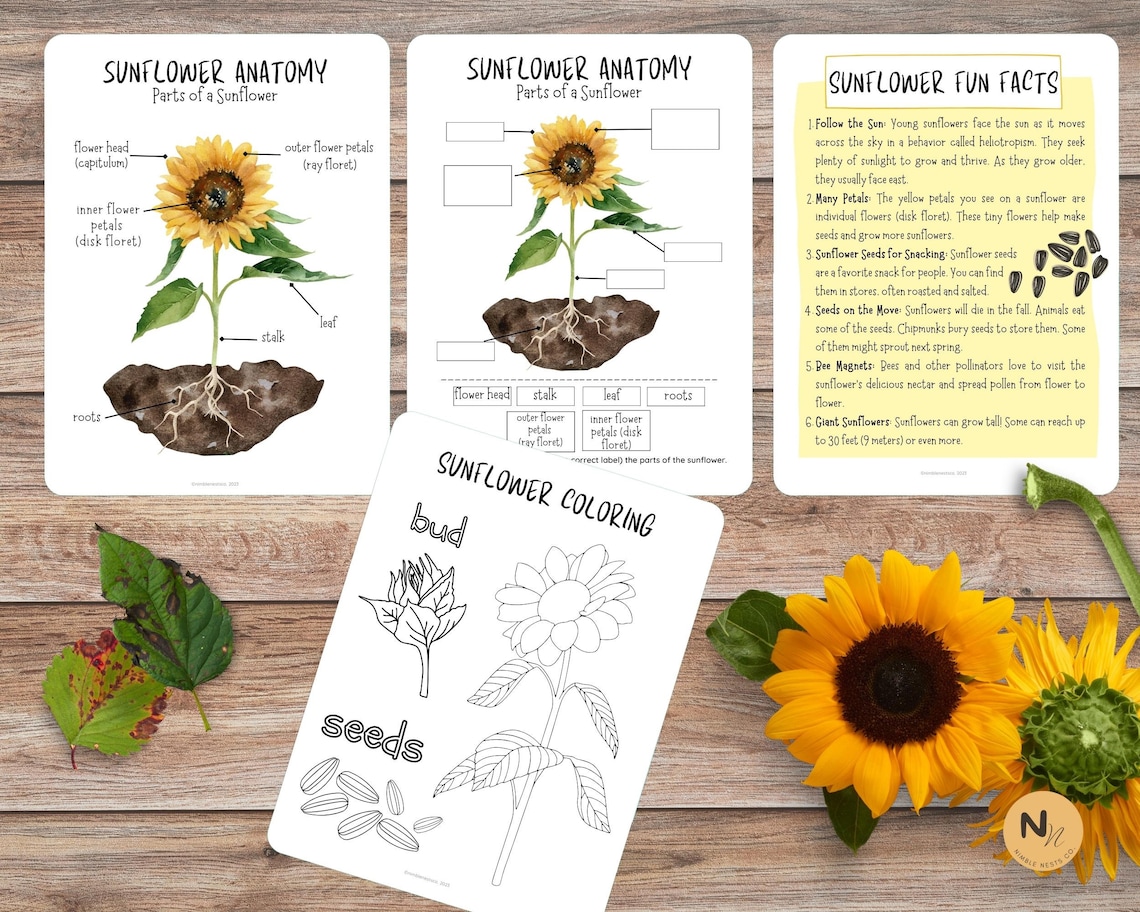 SUNFLOWER Anatomy, Parts of a Sunflower, Sunflower Mini Study, Fall ...