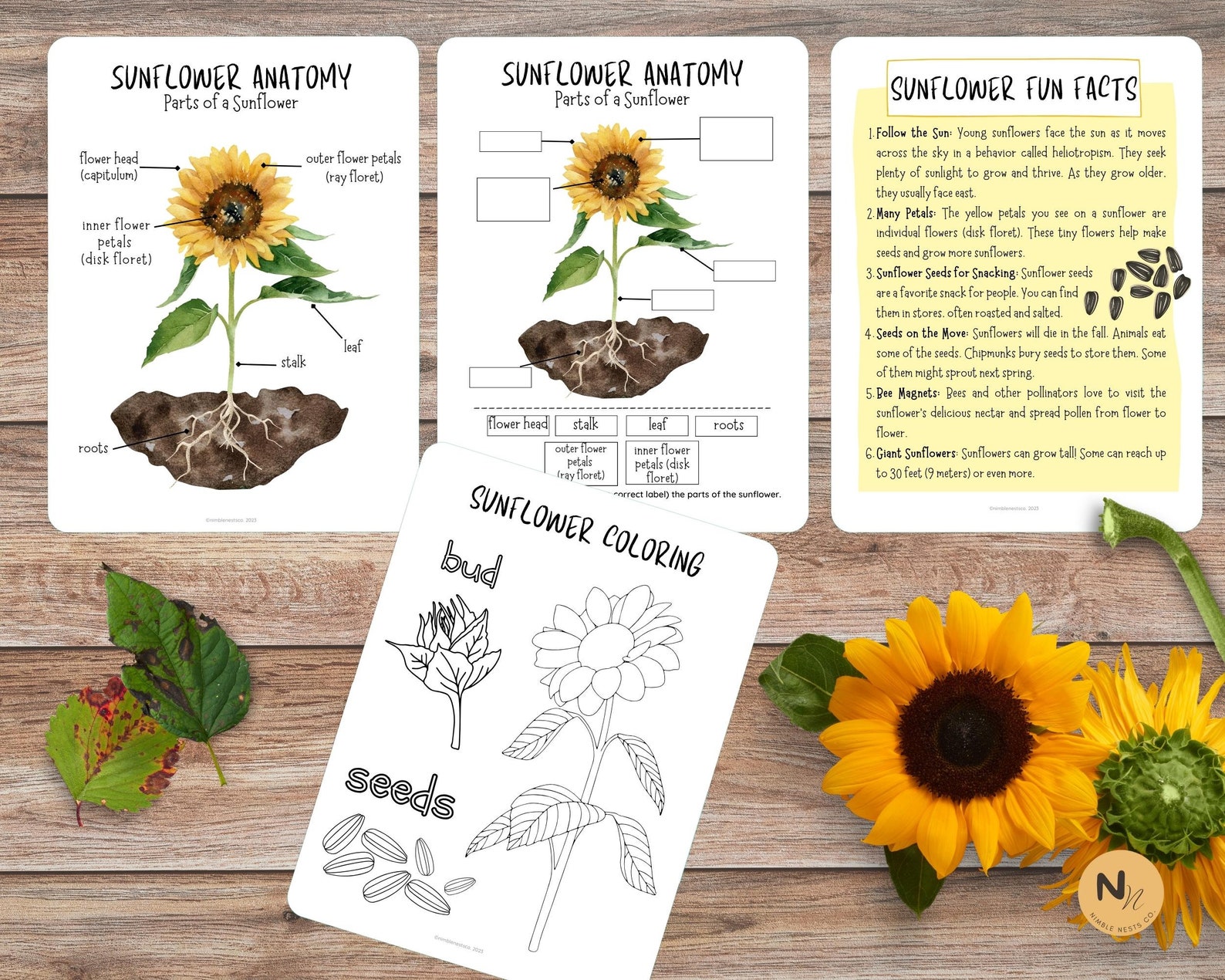 SUNFLOWER Anatomy, Parts of a Sunflower, Sunflower Mini Study, Fall ...