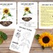 SUNFLOWER Anatomy, Parts of a Sunflower, Sunflower Mini Study, Fall ...