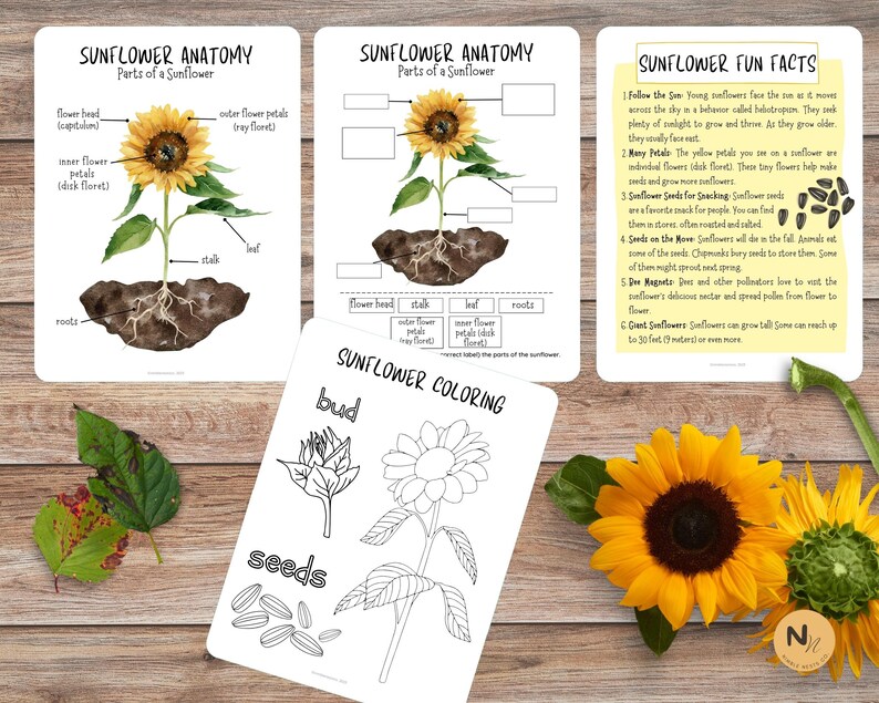 SUNFLOWER Anatomy, Parts of a Sunflower, Sunflower Mini Study, Fall ...