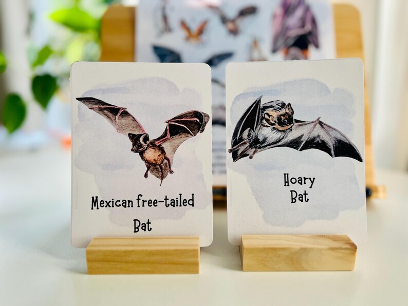 Bat Cards,bat Species Poster,fall Nature Study Cards,bat Identification ...