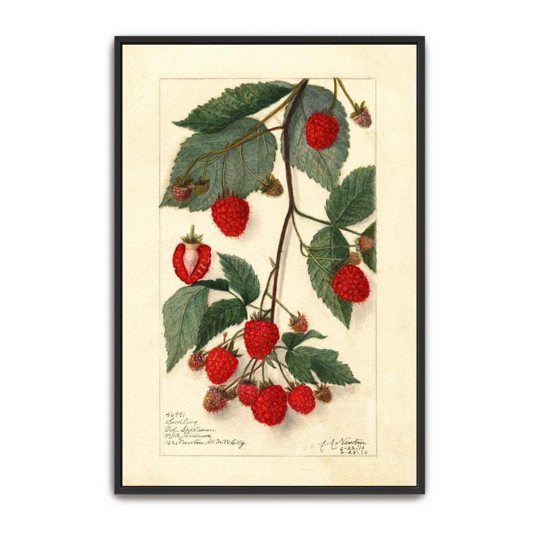 Framed Wall Art of Watercolor Painting of A Raspberry Branch ...