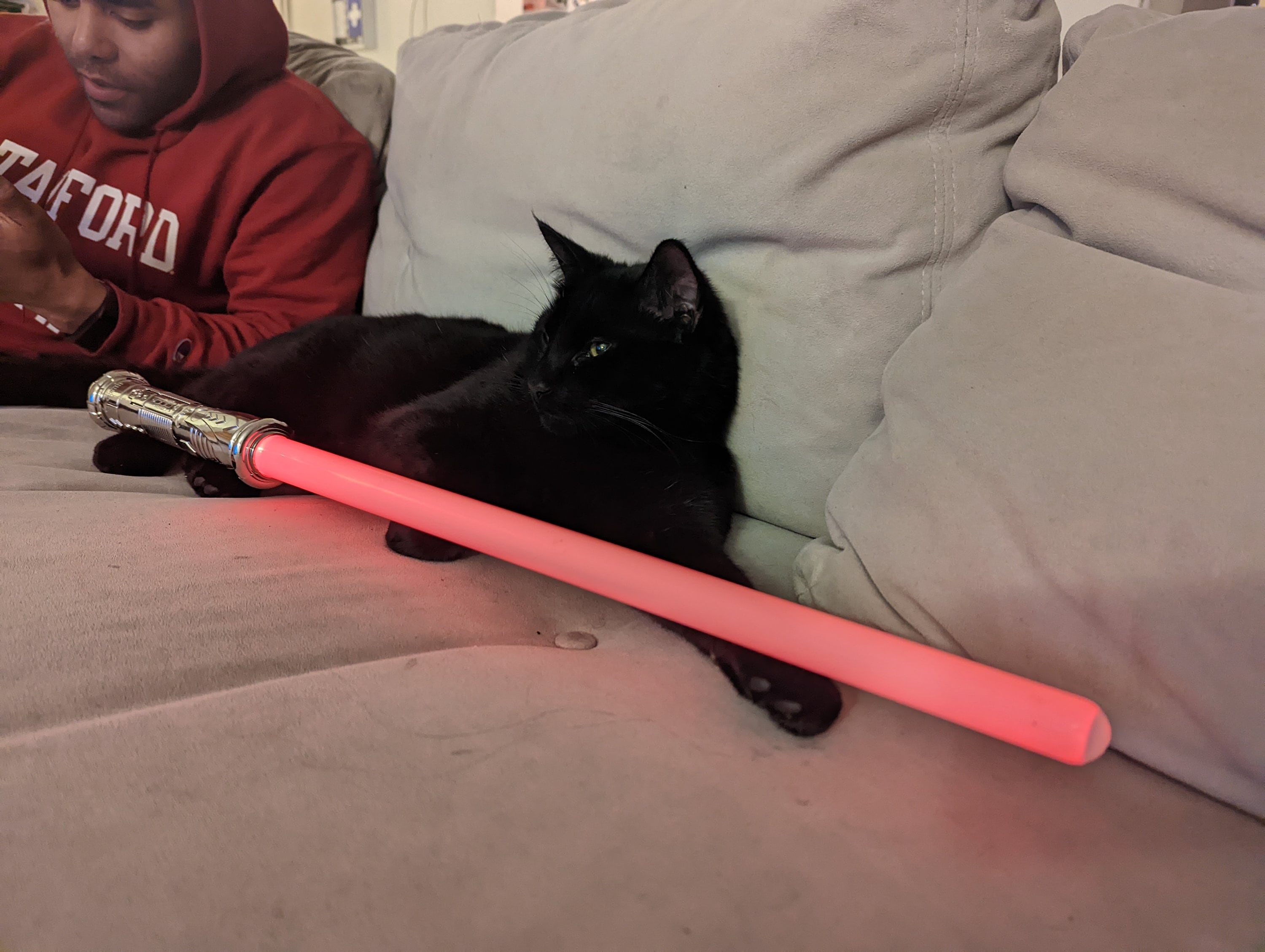 Lightsaber Cat - Etsy