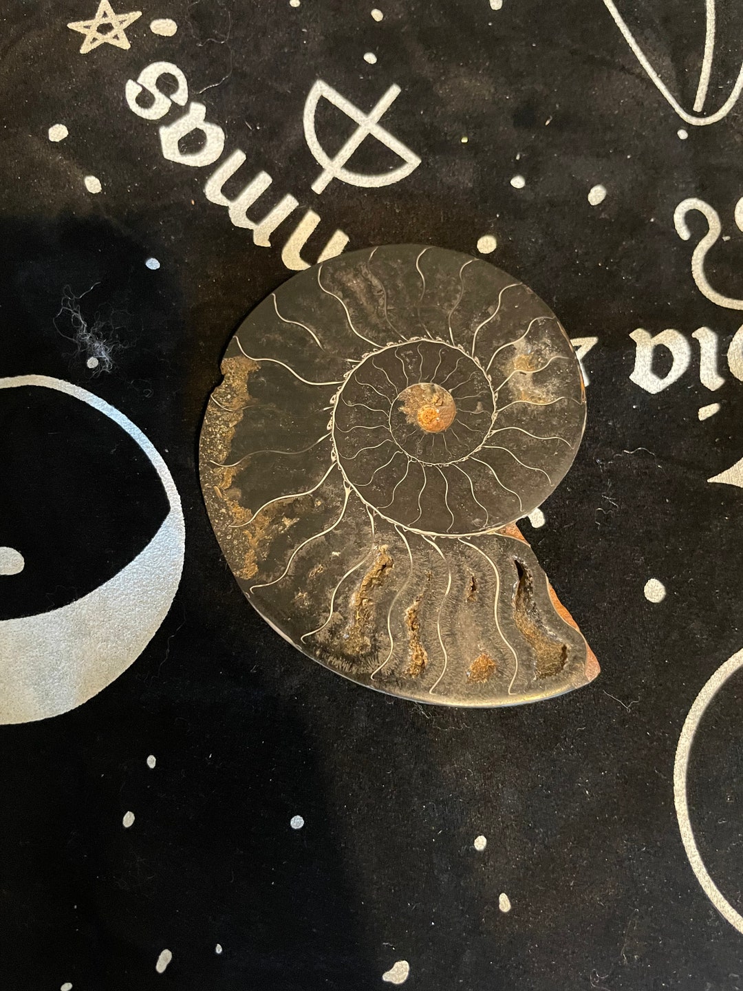 Genuine Black Ammonite Fossil | Ancient Nautilus Shell for Collectors ...