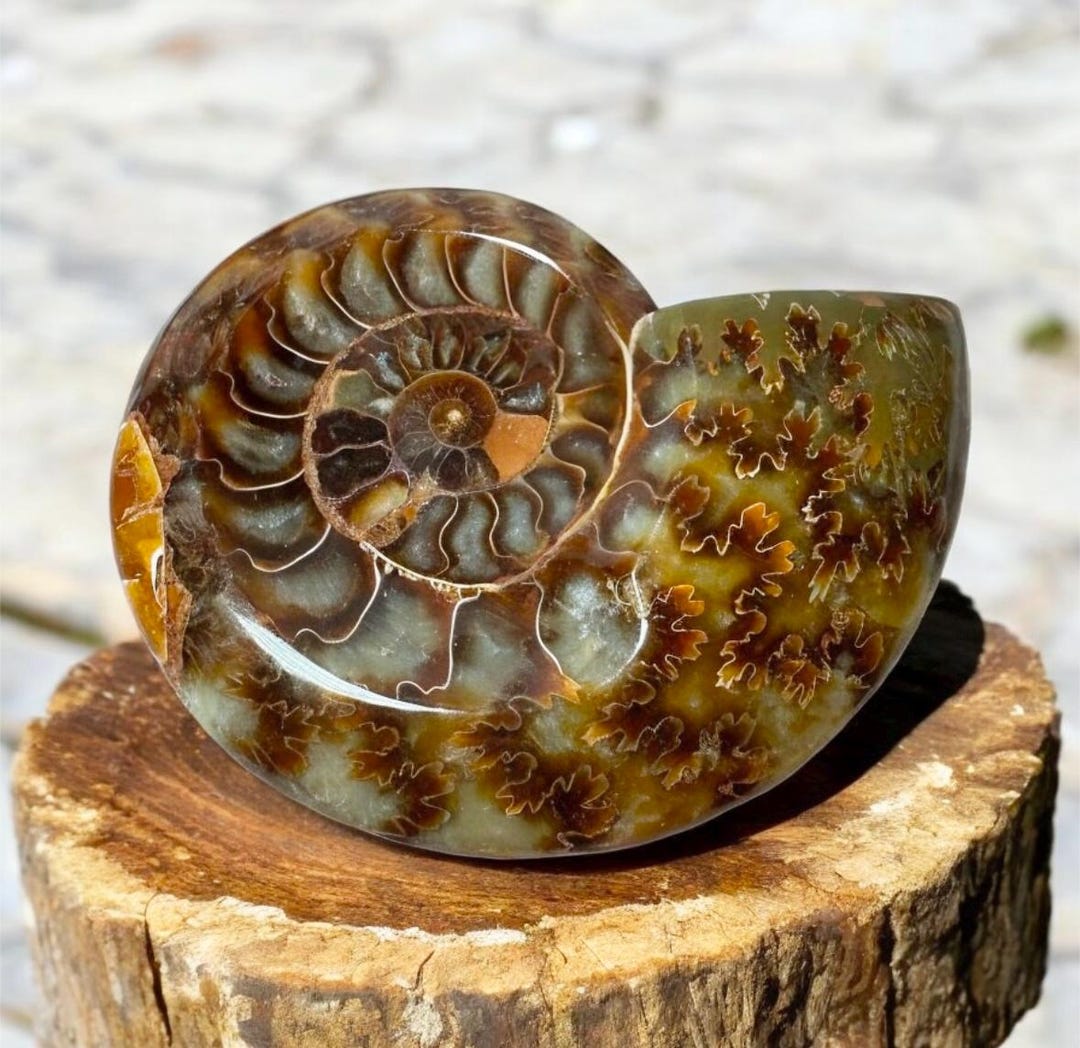 Exotic Polished Ammonite Bowl | Unique Fossil Decor and Functional Art ...