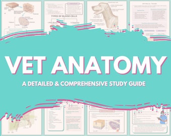 Dog Anatomy Study - Etsy