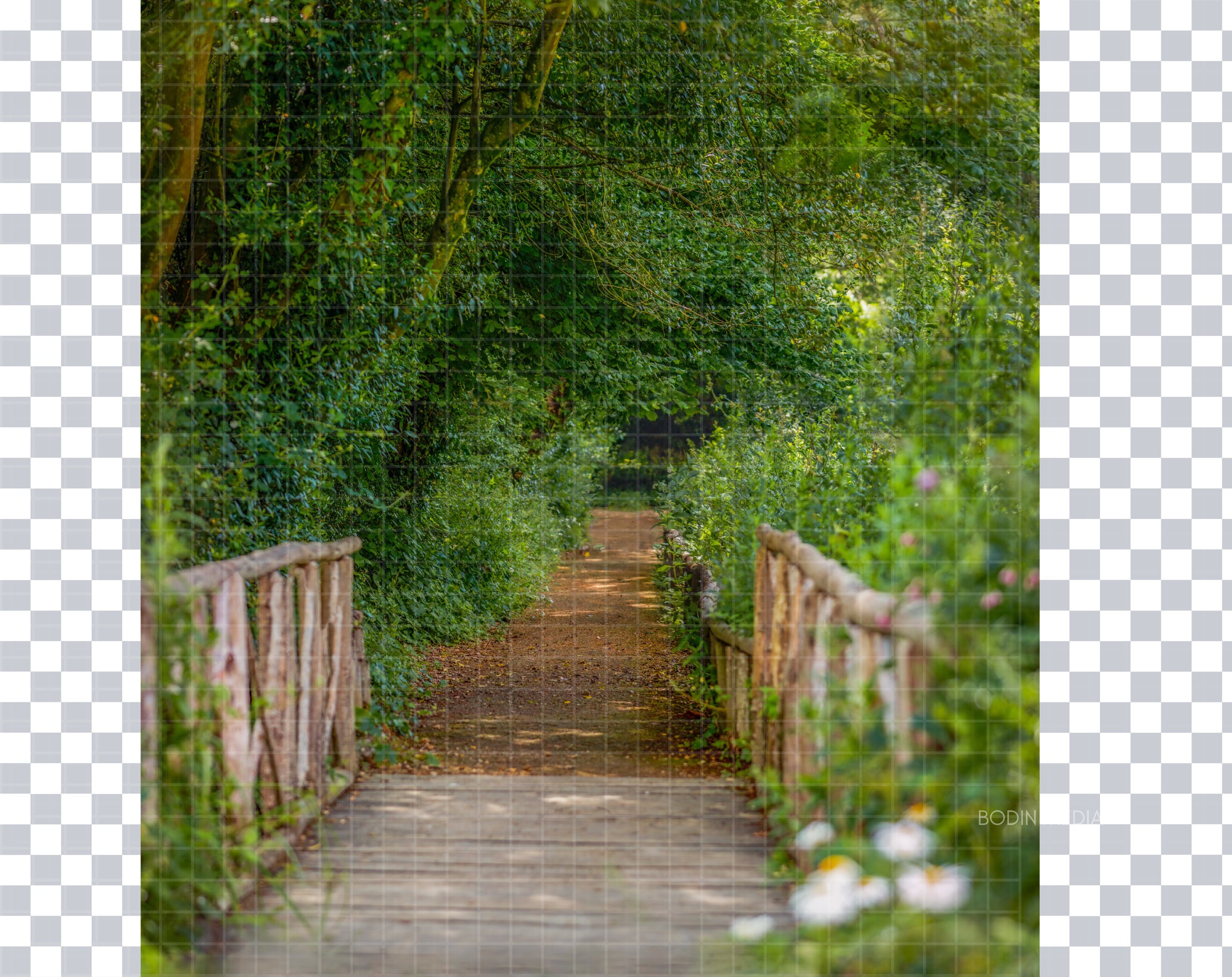 Forest Path Digital Background for Photoshop - Etsy