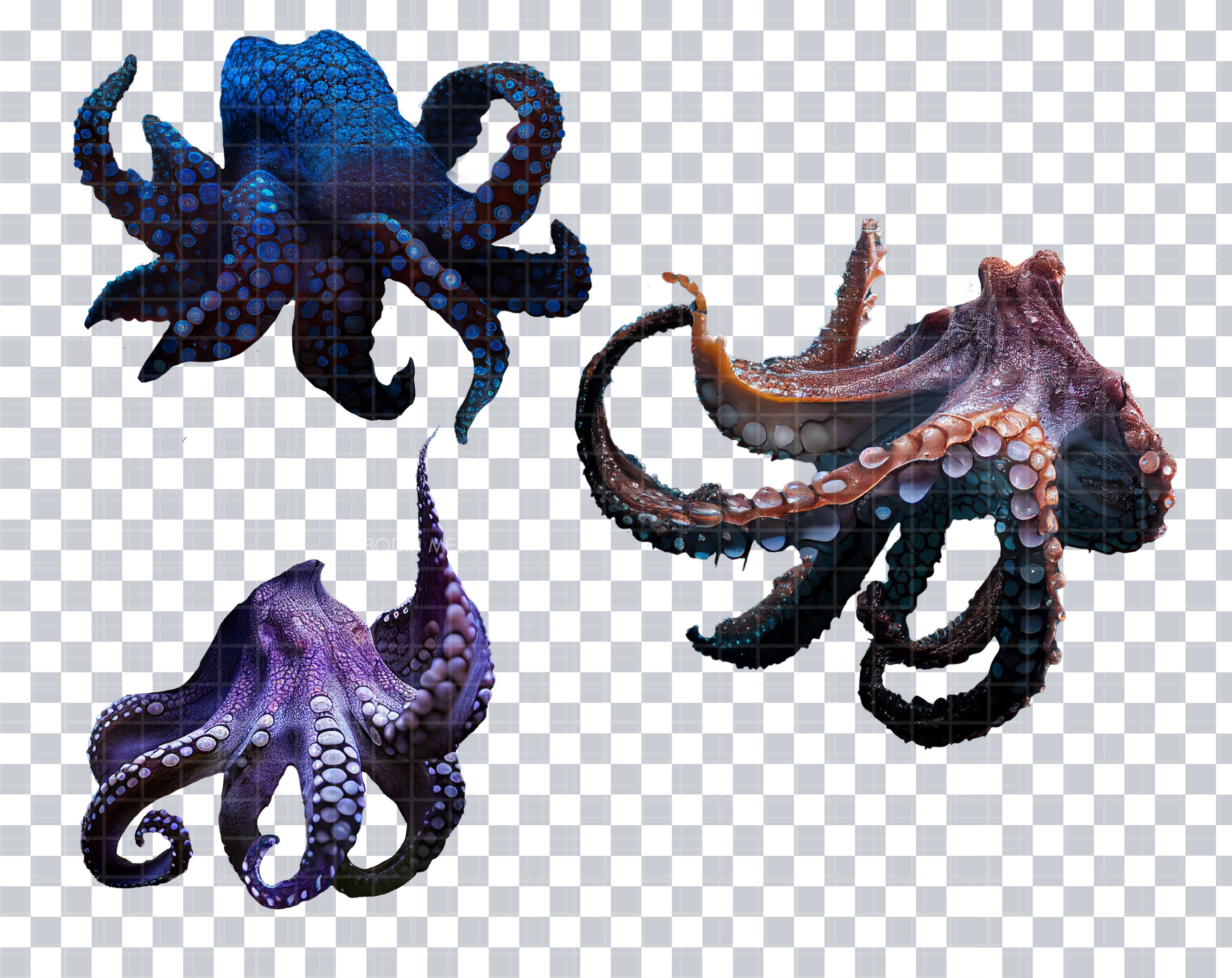 Tentacle Like Octopus PNG Overlays - Etsy