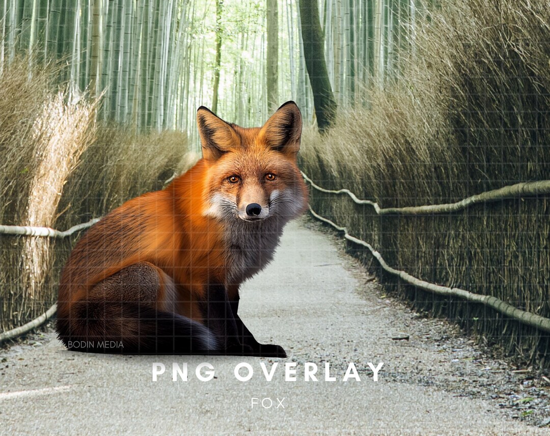 Fox Overlay Instant Download Transparent PNG Compatible - Etsy