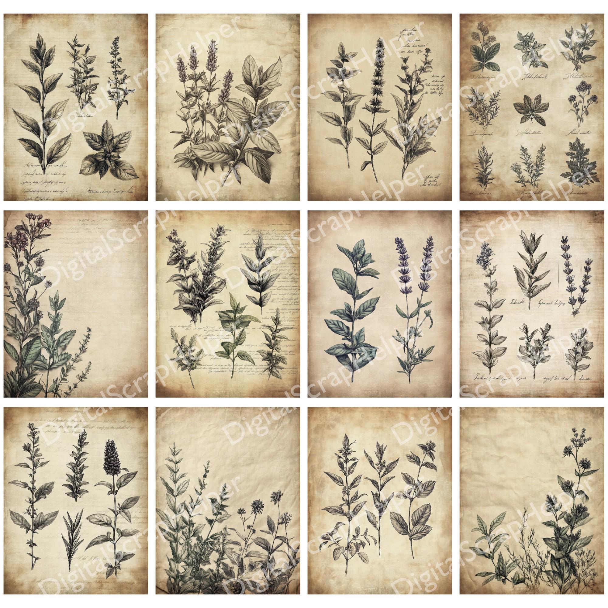Botanical Sketch Paper Printable of 12 Sheets Masterboard Herbs ...