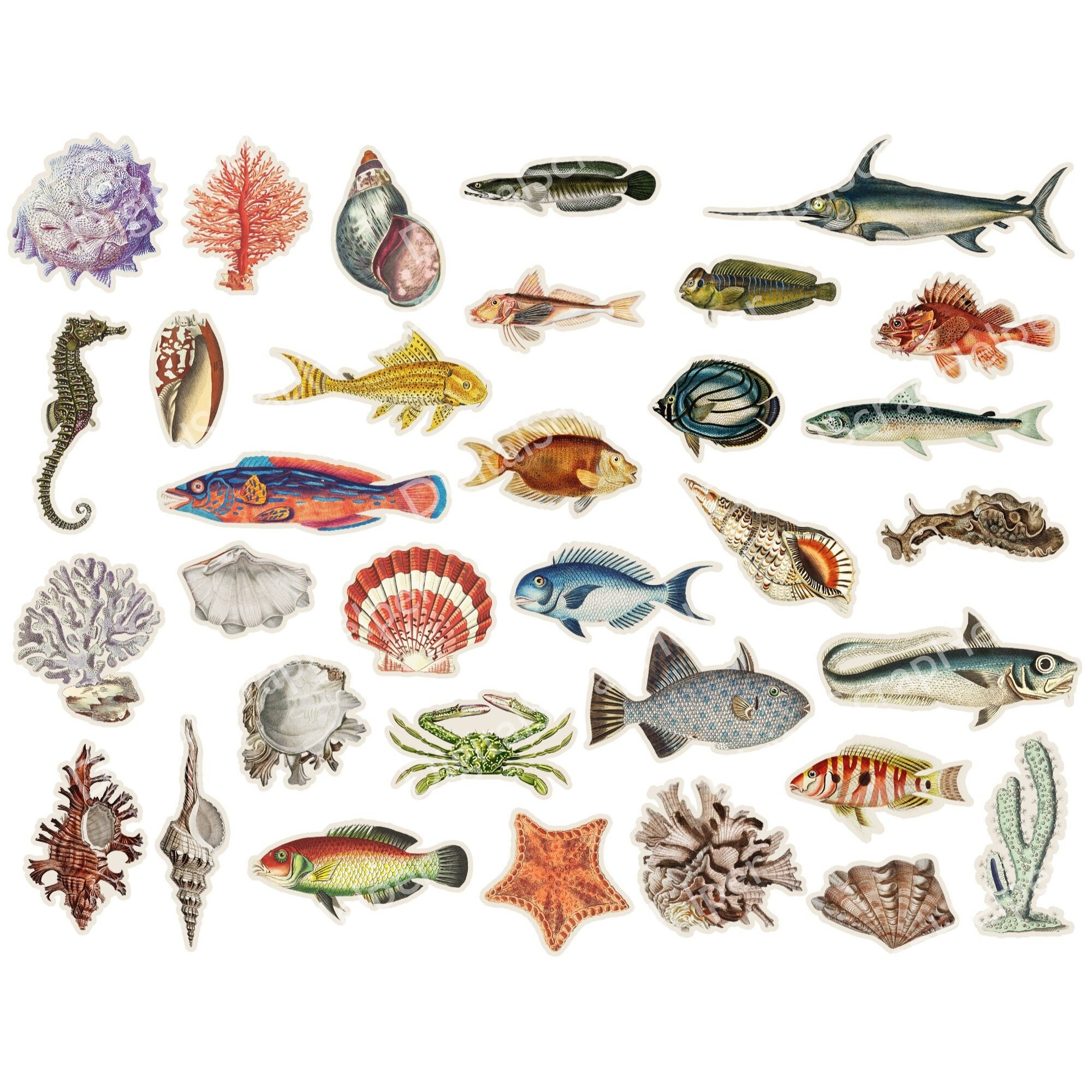 Nautical Ephemera Fish Fussy Cut of 5 Sheets Ocean Sea Beach - Etsy