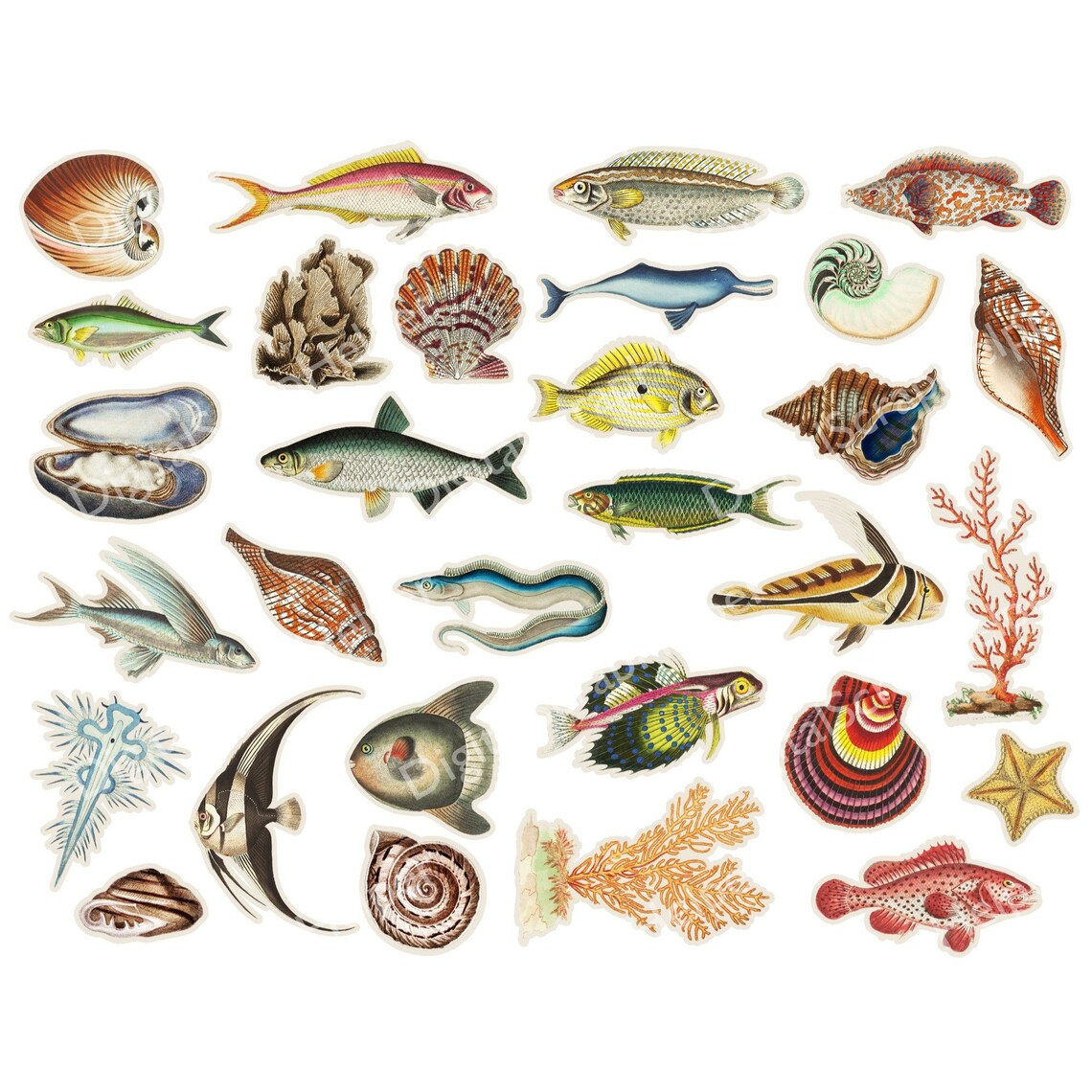 Nautical Ephemera Fish Fussy Cut of 5 Sheets Ocean Sea Beach - Etsy