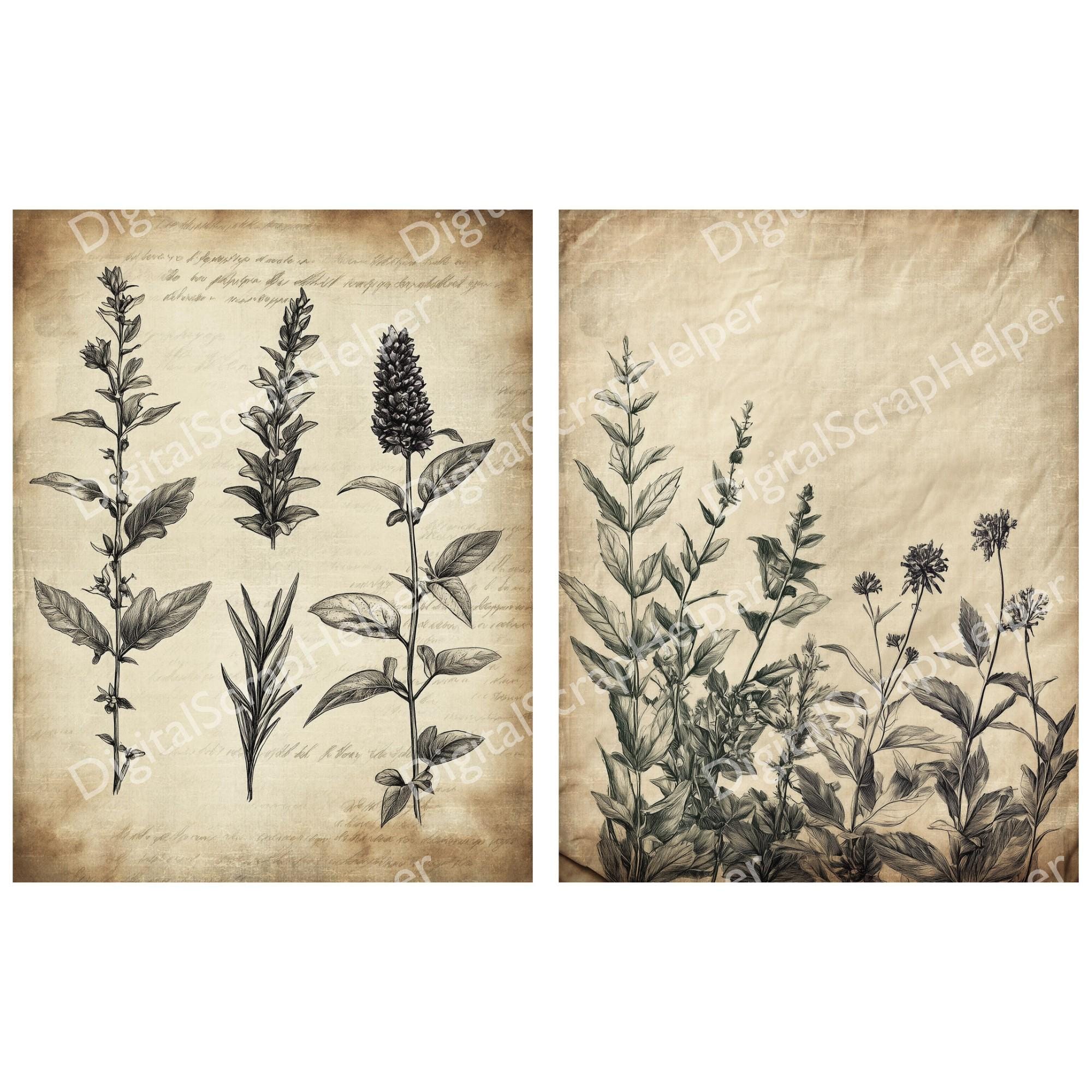 Botanical Sketch Paper Printable of 12 Sheets Masterboard Herbs ...