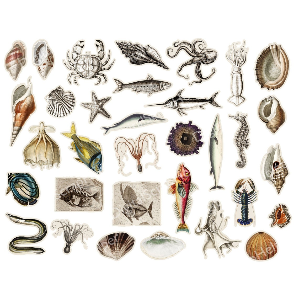 Nautical Ephemera Fish Fussy Cut of 5 Sheets Ocean Sea Beach - Etsy