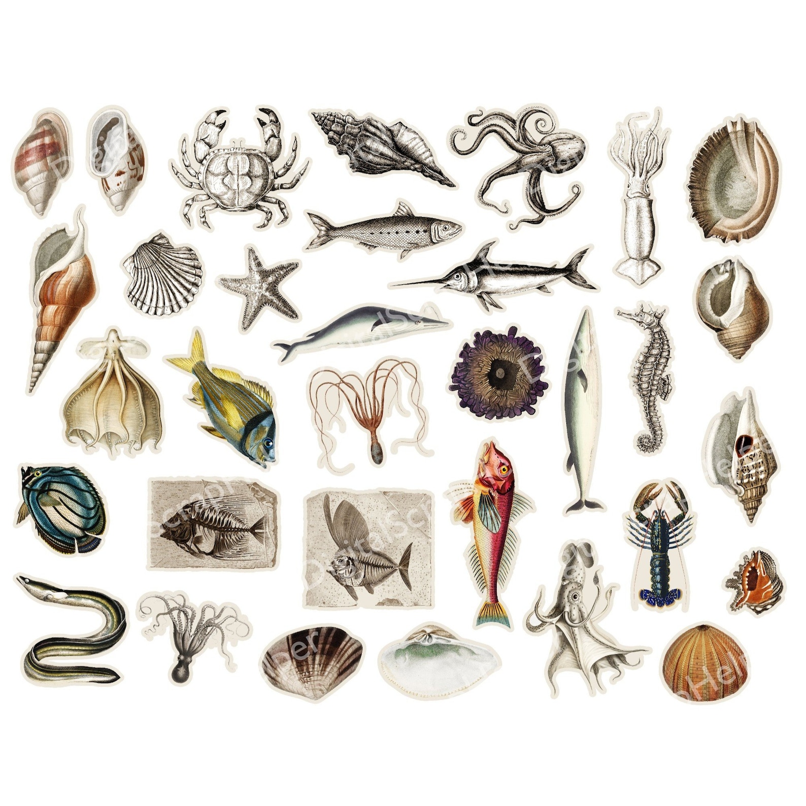 Nautical Ephemera Fish Fussy Cut of 5 Sheets Ocean Sea Beach - Etsy