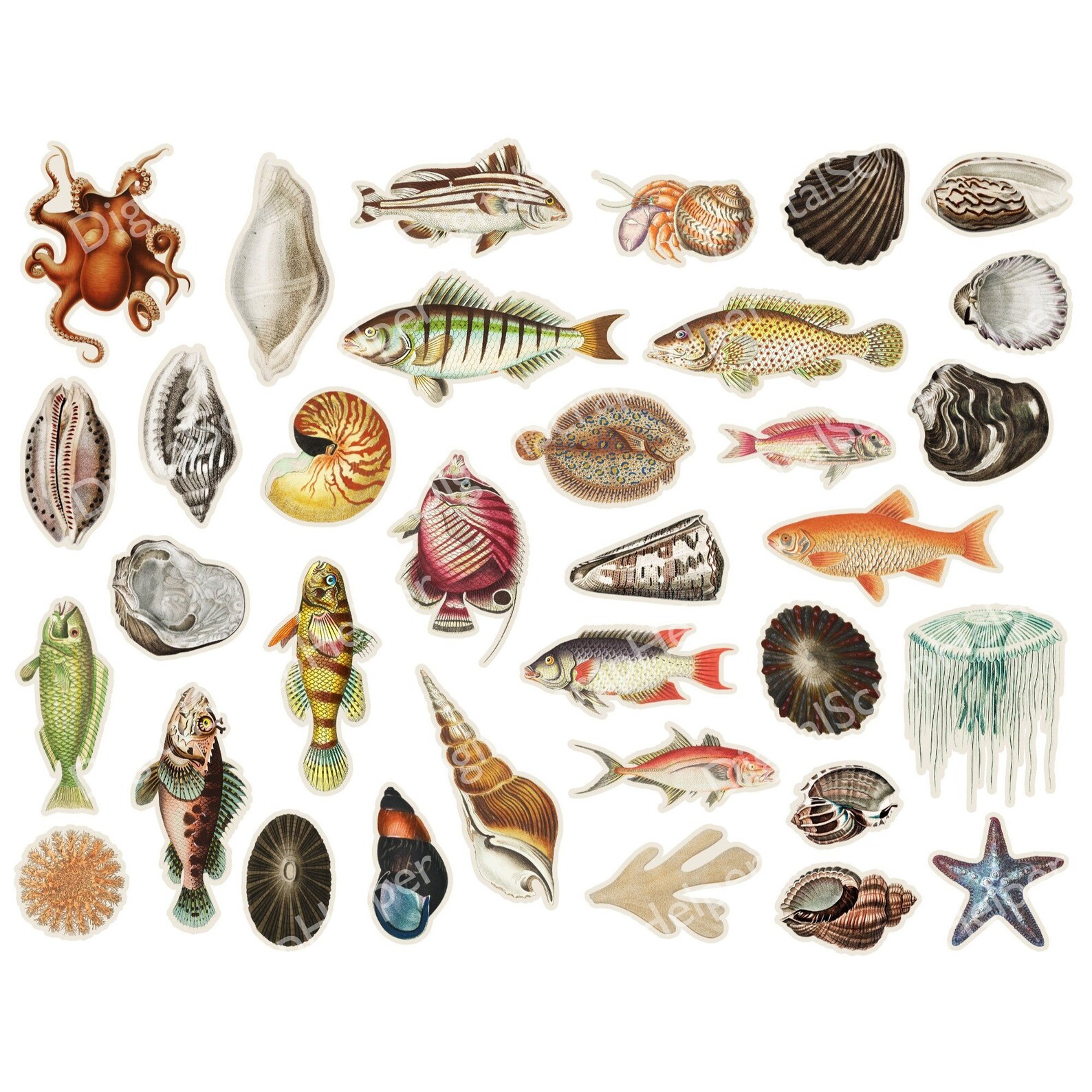 Nautical Ephemera Fish Fussy Cut of 5 Sheets Ocean Sea Beach - Etsy