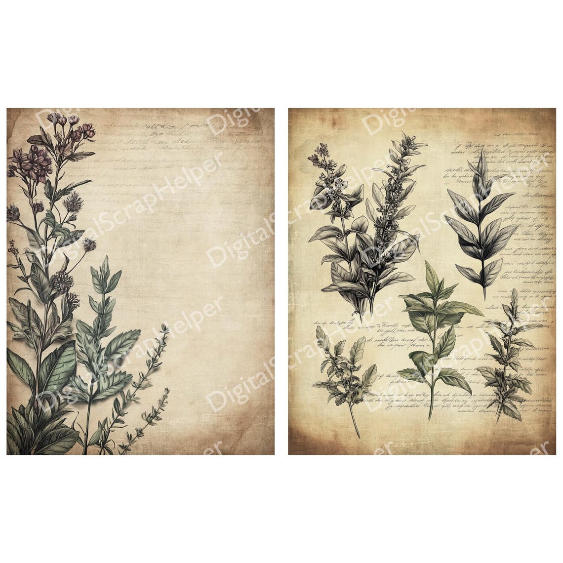 Botanical Sketch Paper Printable of 12 Sheets Masterboard Herbs ...
