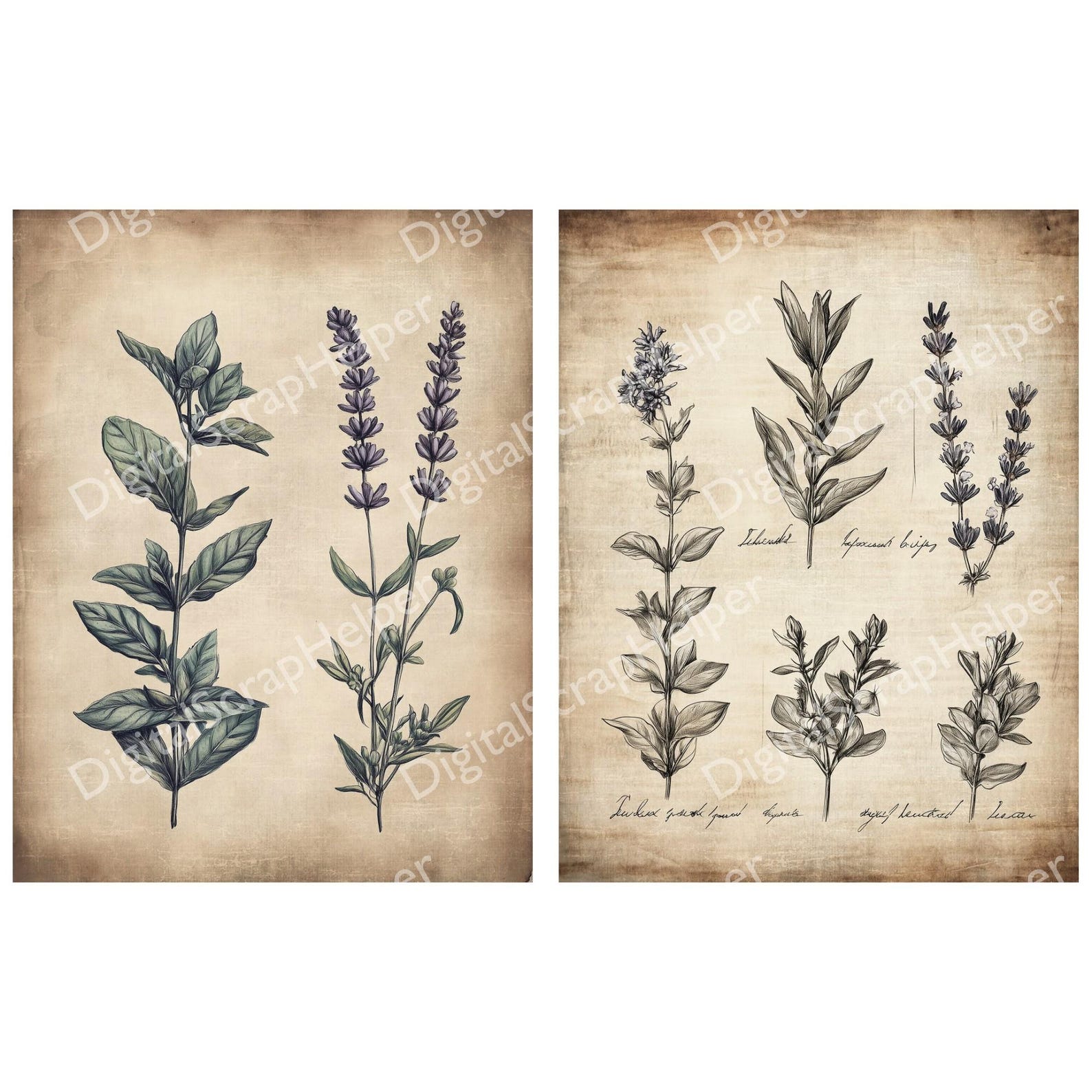 Botanical Sketch Paper Printable of 12 Sheets Masterboard Herbs ...