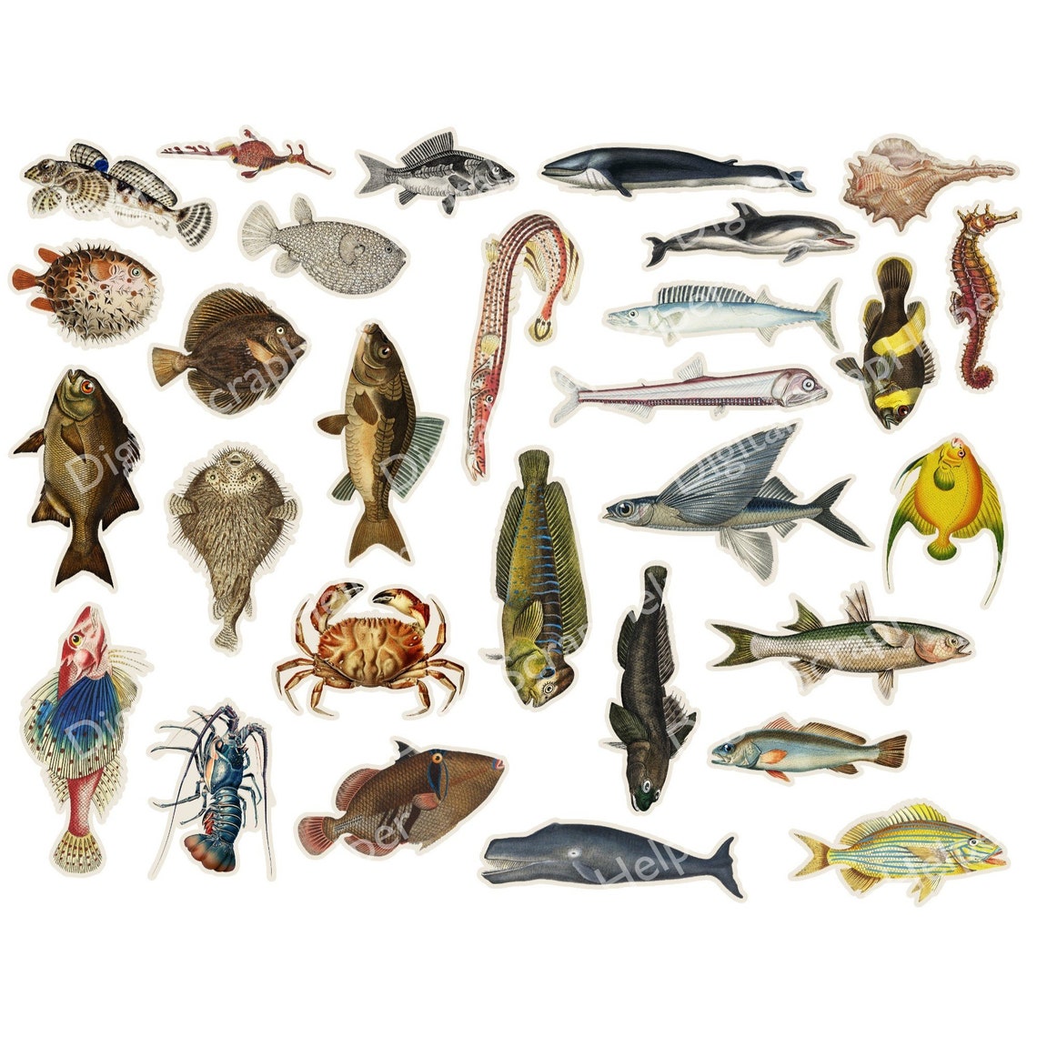 Nautical Ephemera Fish Fussy Cut of 5 Sheets Ocean Sea Beach - Etsy